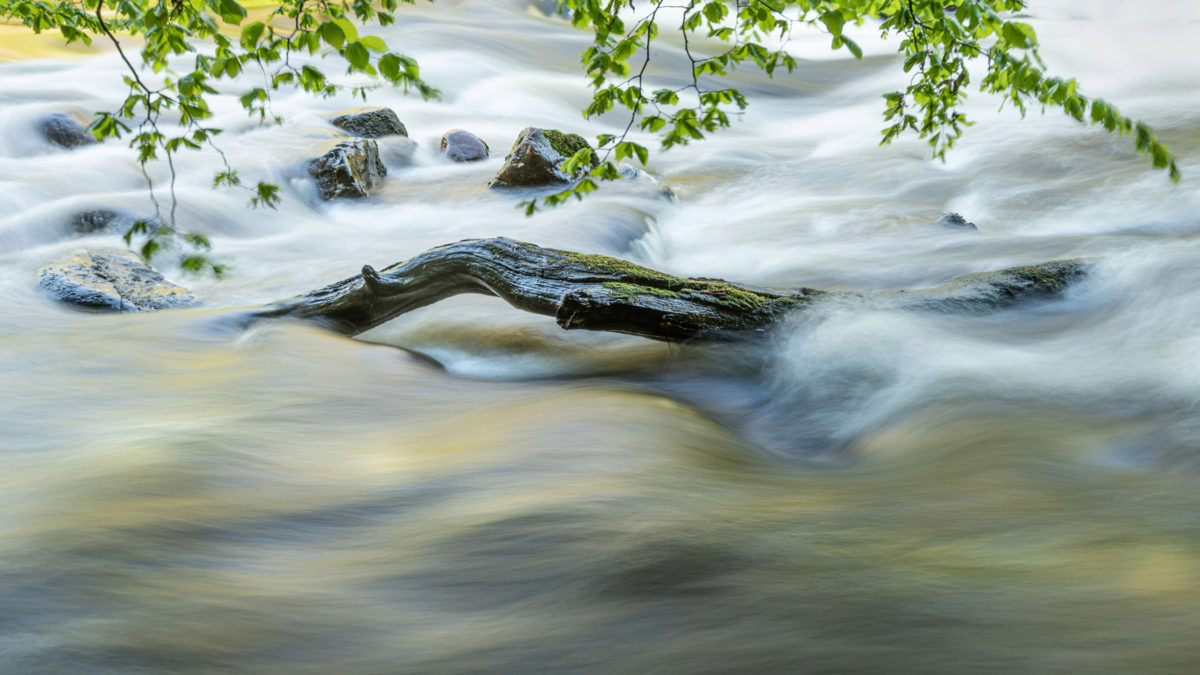 Mark Burley | Celebration of Spring on the River Dart | On Landscape
