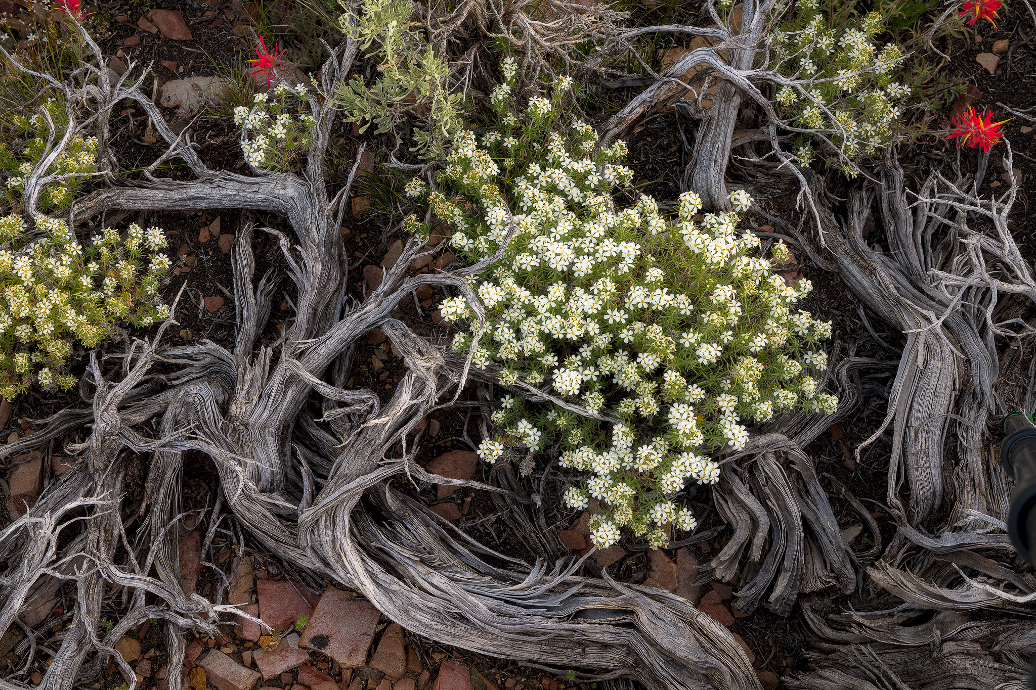 Gnarl And Life 2048 | On Landscape