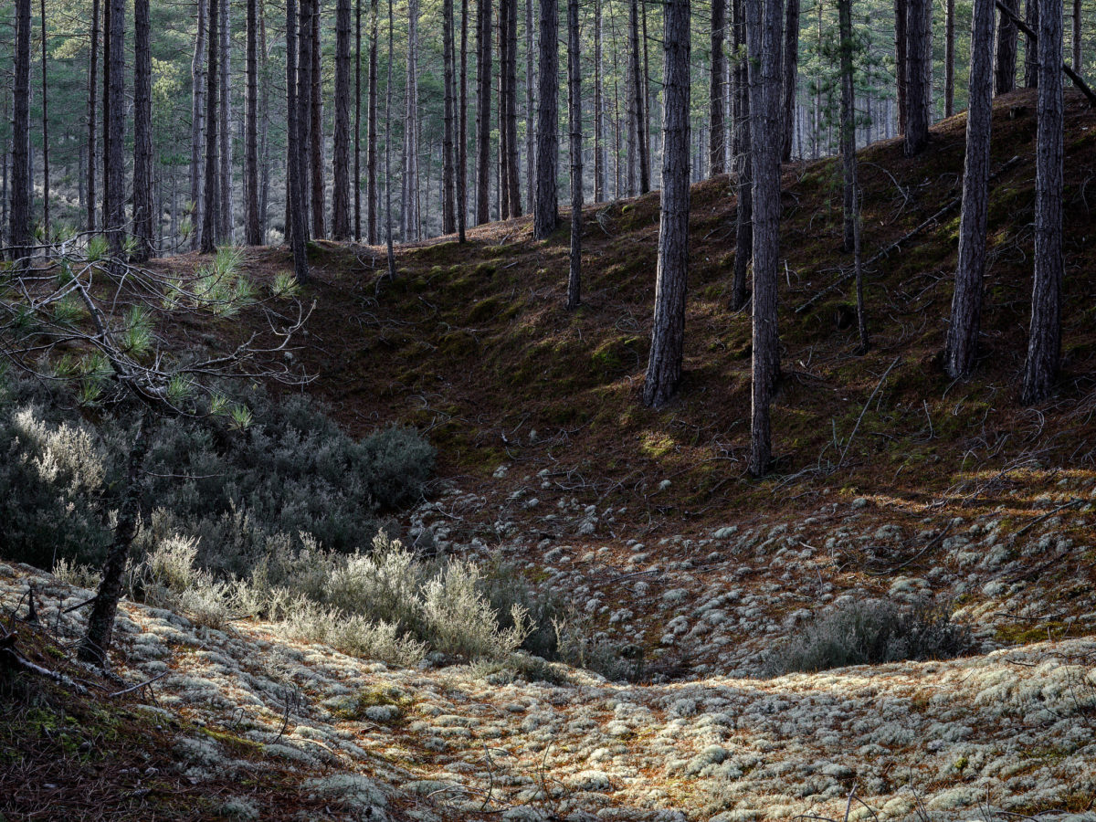 Culbin Forest | Jim Robertson | On Landscape