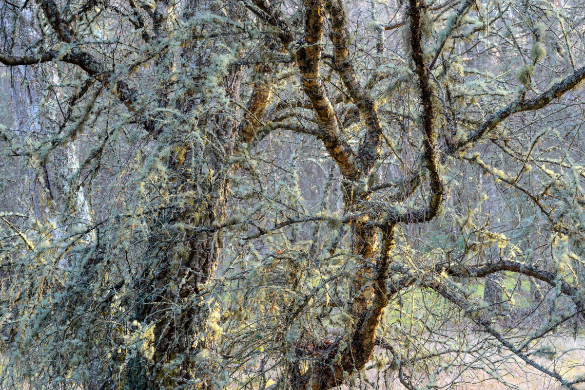 Culbin Forest | Jim Robertson | On Landscape