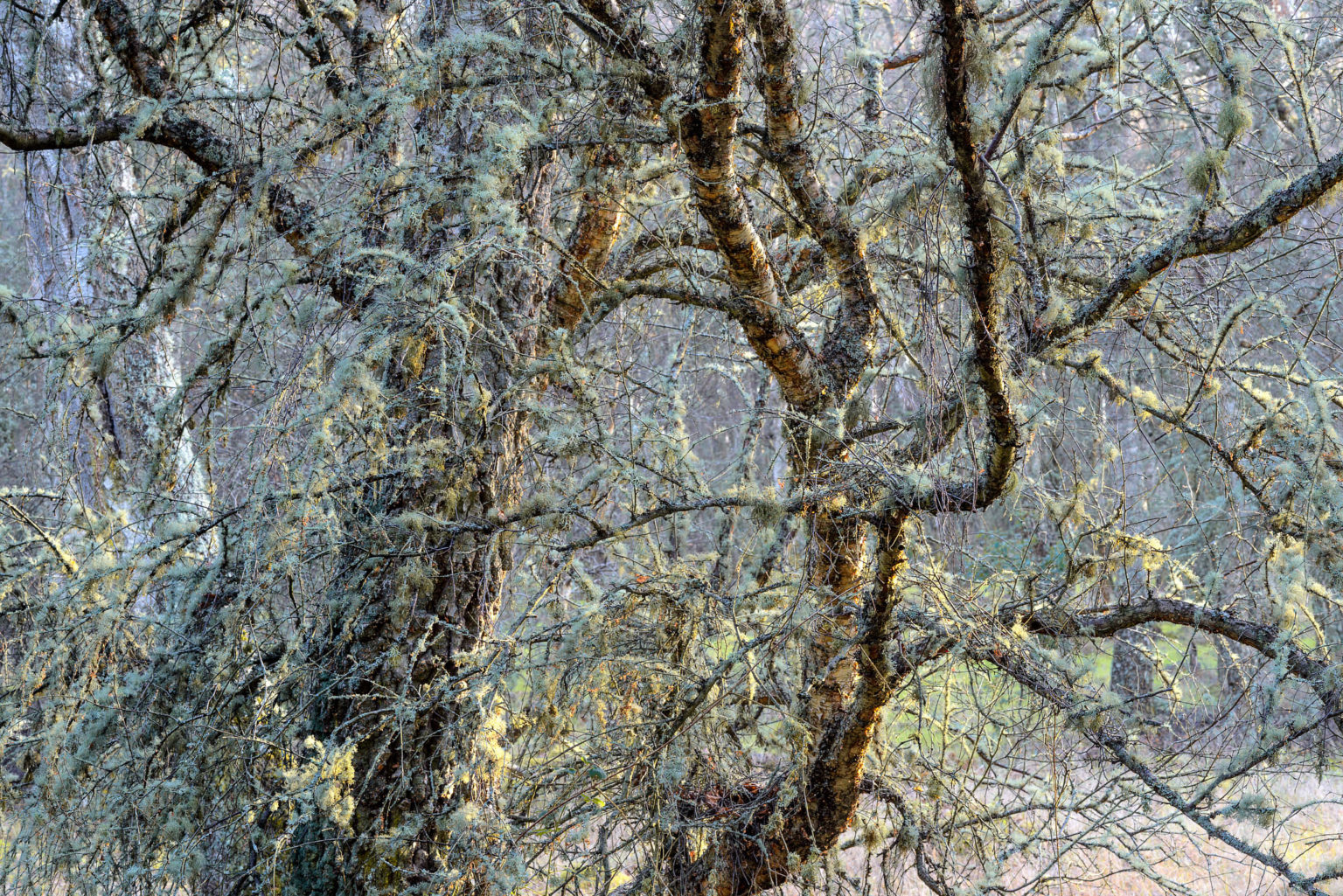 Culbin Forest | Jim Robertson | On Landscape