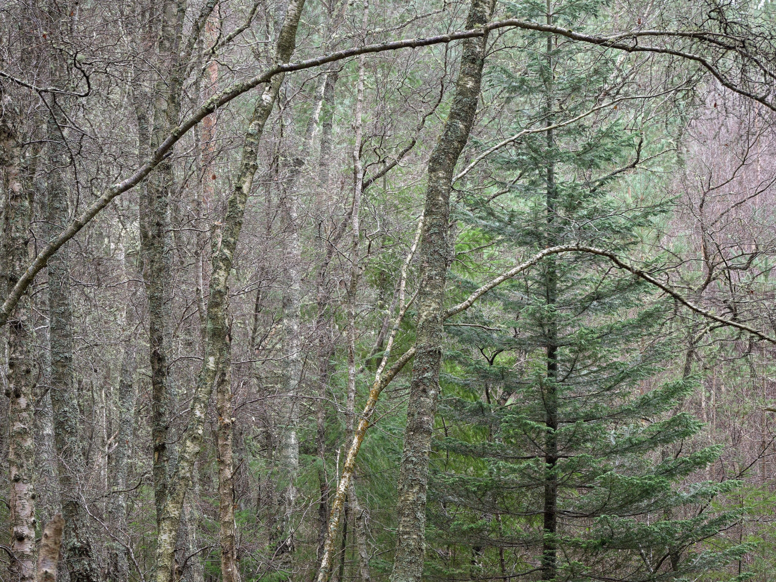 Culbin Forest | Jim Robertson | On Landscape