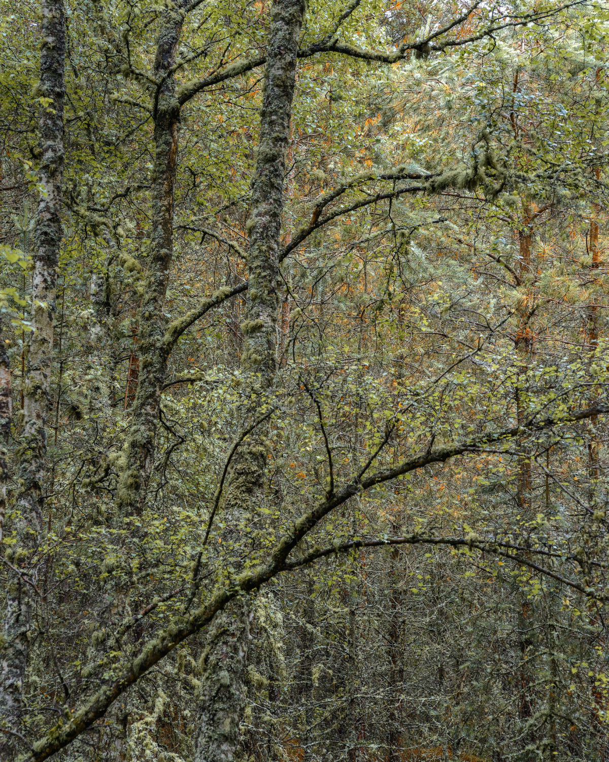 Culbin Forest | Jim Robertson | On Landscape