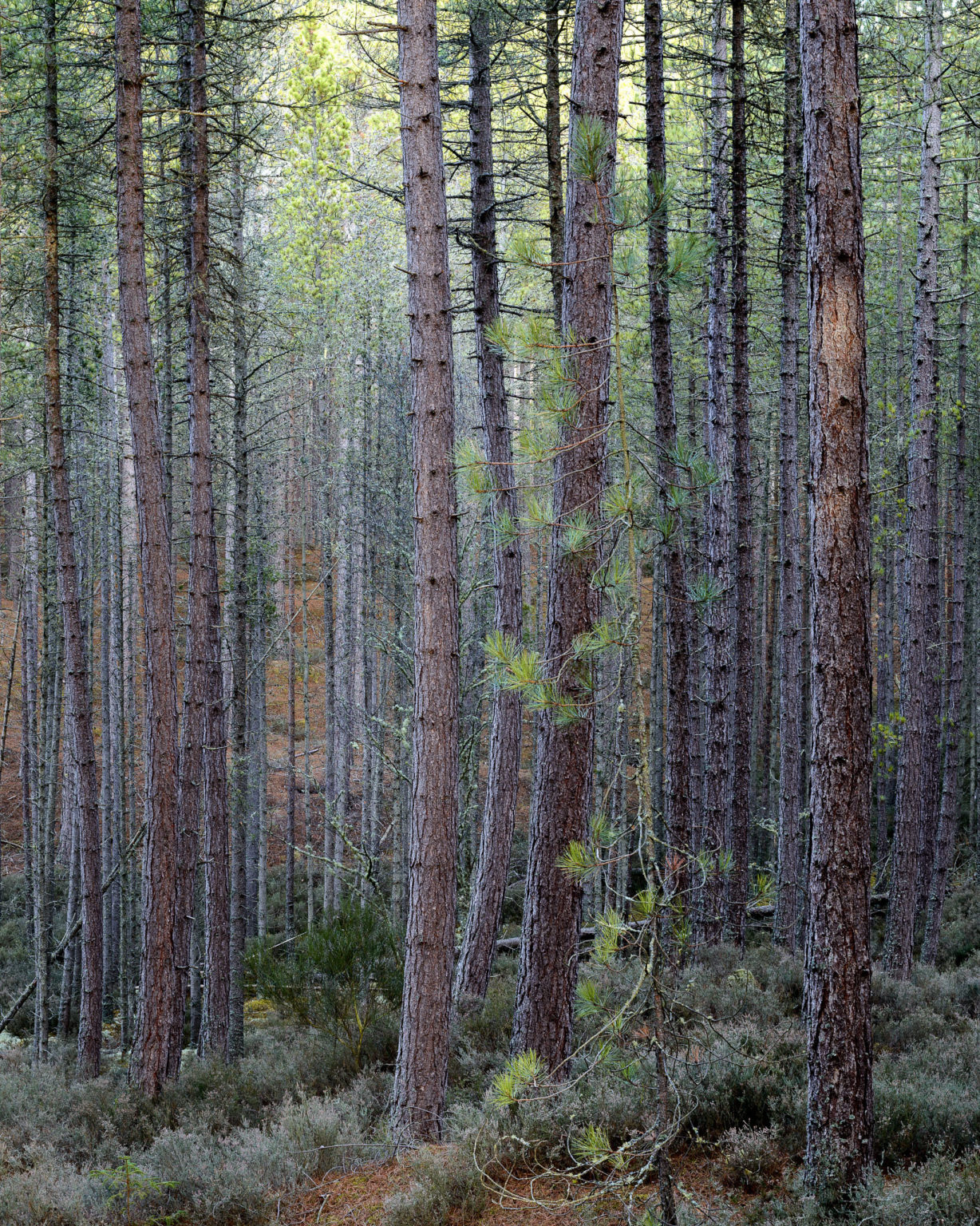 Culbin Forest | Jim Robertson | On Landscape