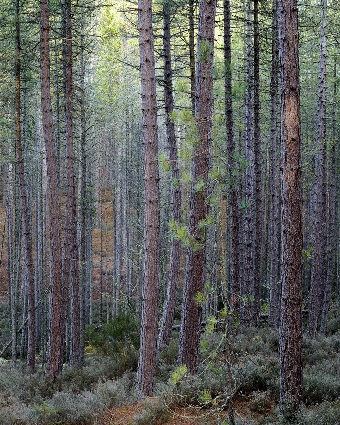 Culbin Forest | Jim Robertson | On Landscape