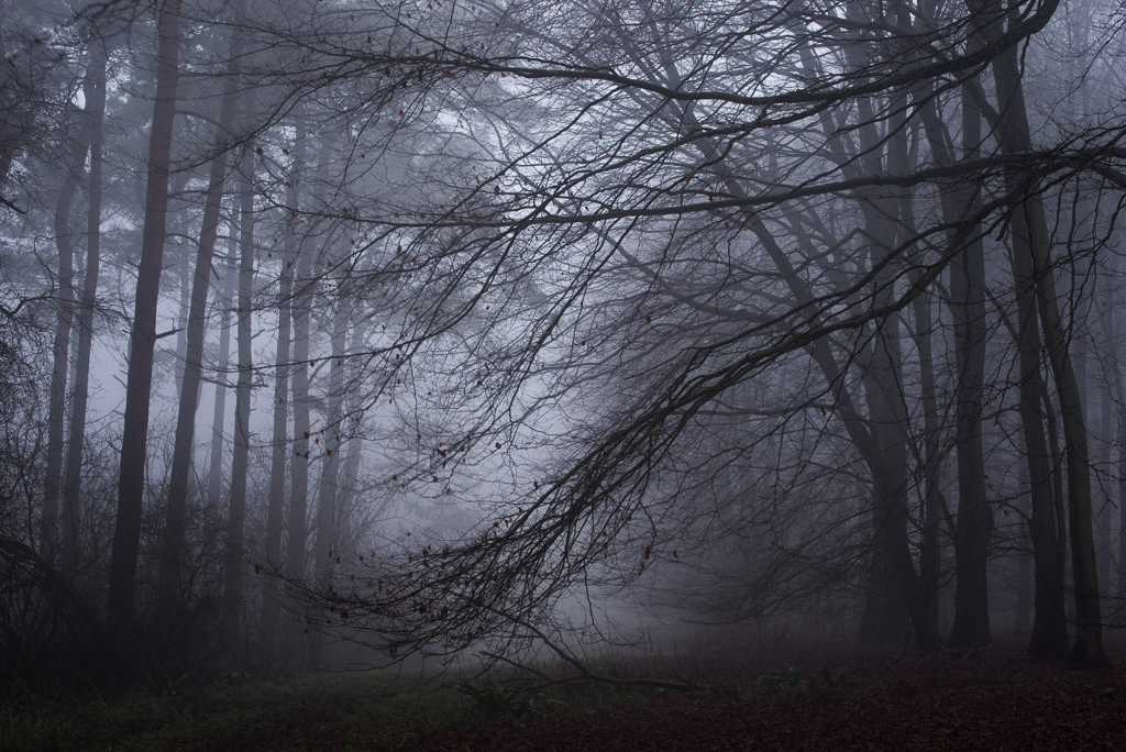 Edd Allen Friston Forest 3 | On Landscape