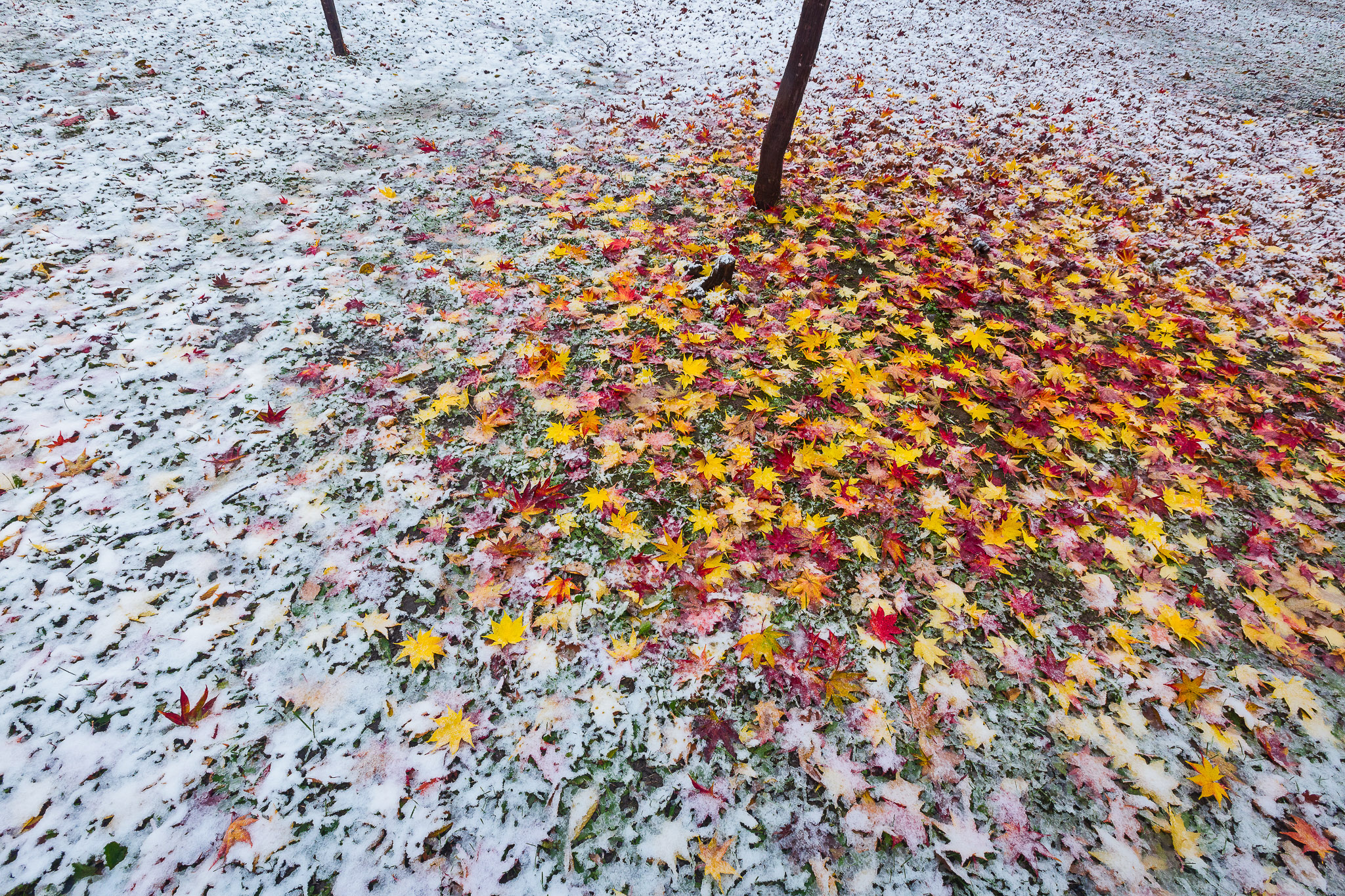 Xuan Huing 9 | On Landscape