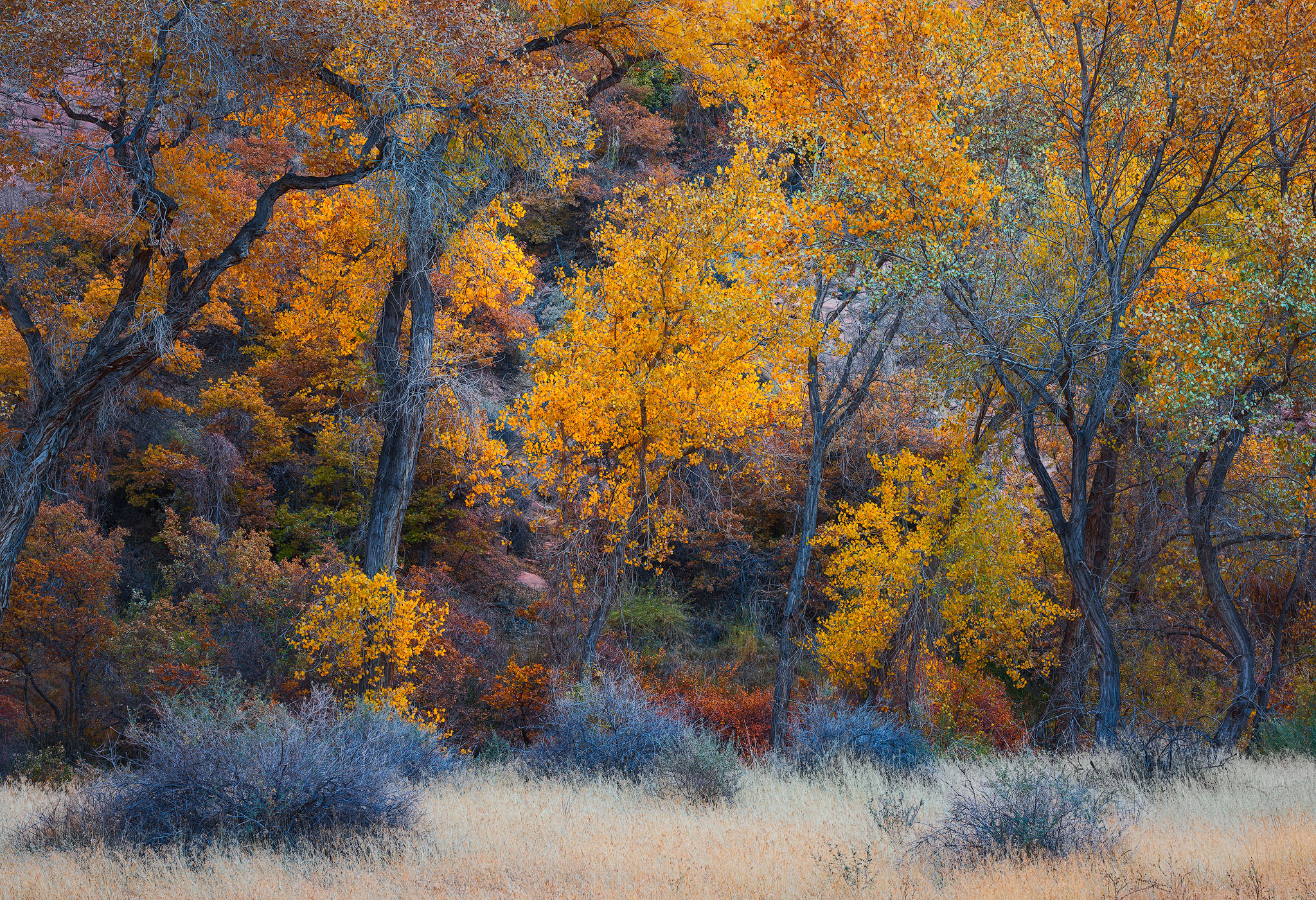 Thanksgiving | On Landscape