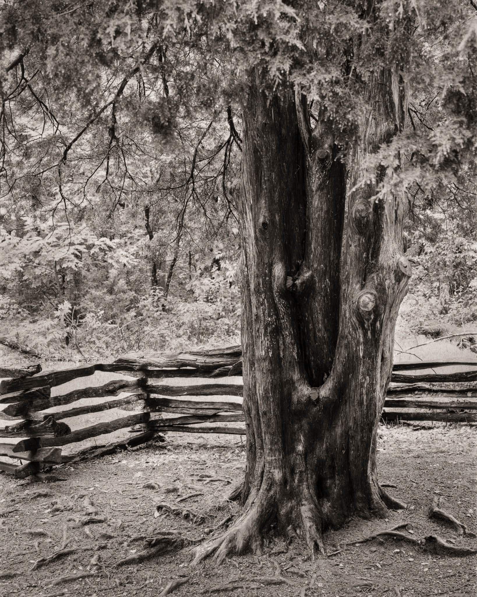 Cody Schultz John Oliver Tree | On Landscape