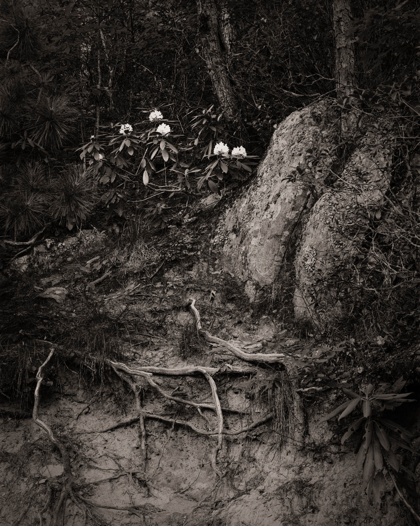 Cody Schultz Rhododendron And Roots | On Landscape