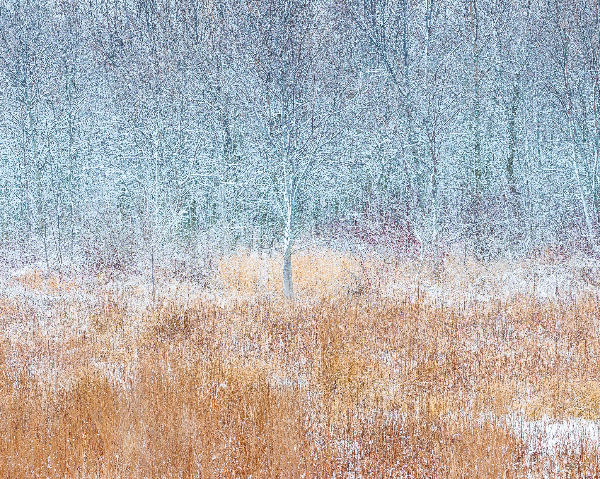 Winter Marsh | On Landscape