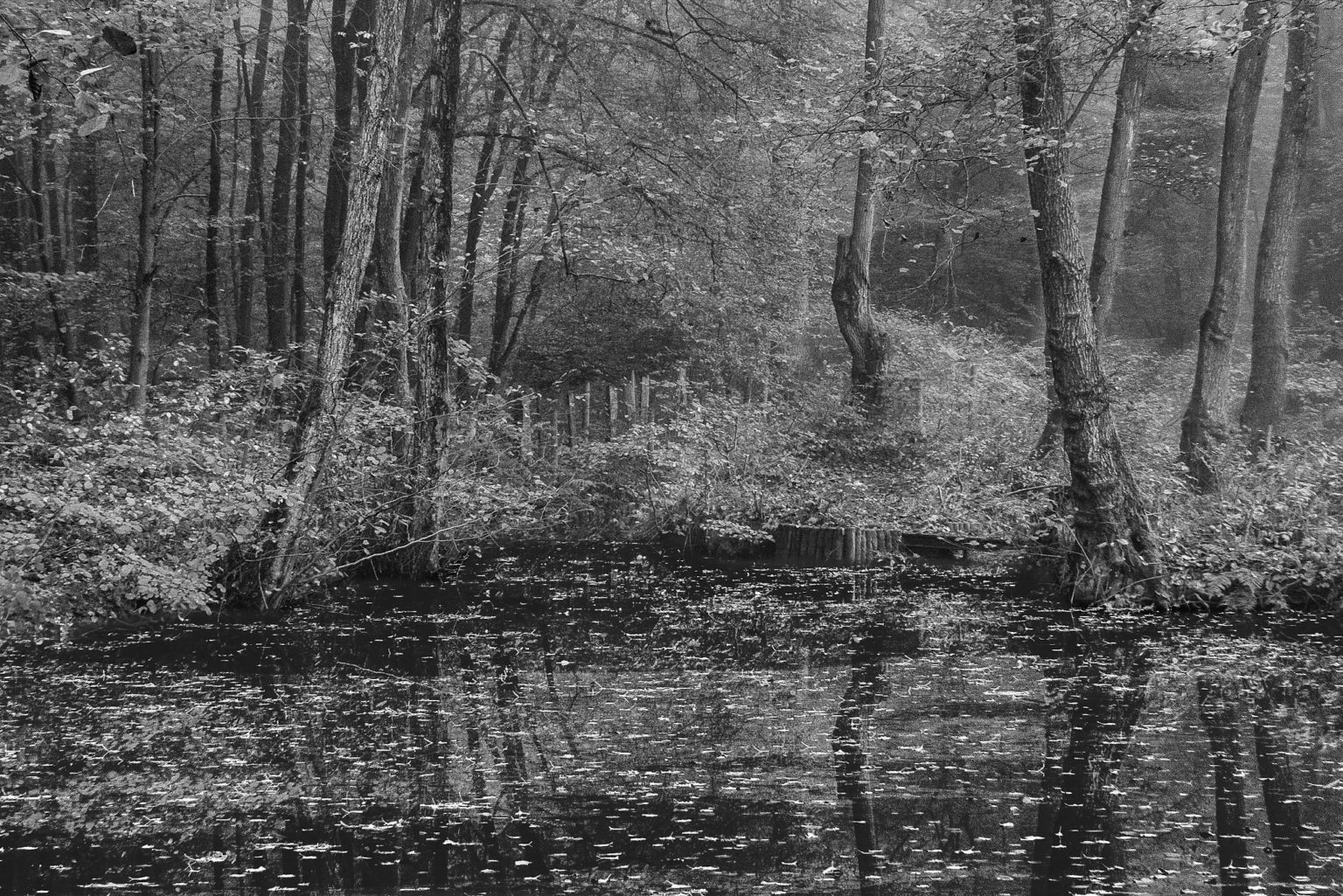 Wood, stream and pool | On Landscape