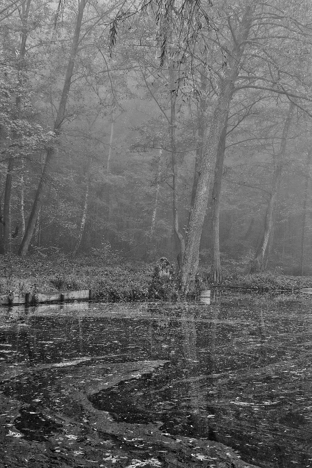 Wood, stream and pool | On Landscape