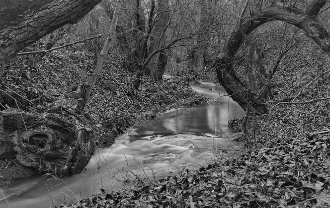 Wood, stream and pool | On Landscape