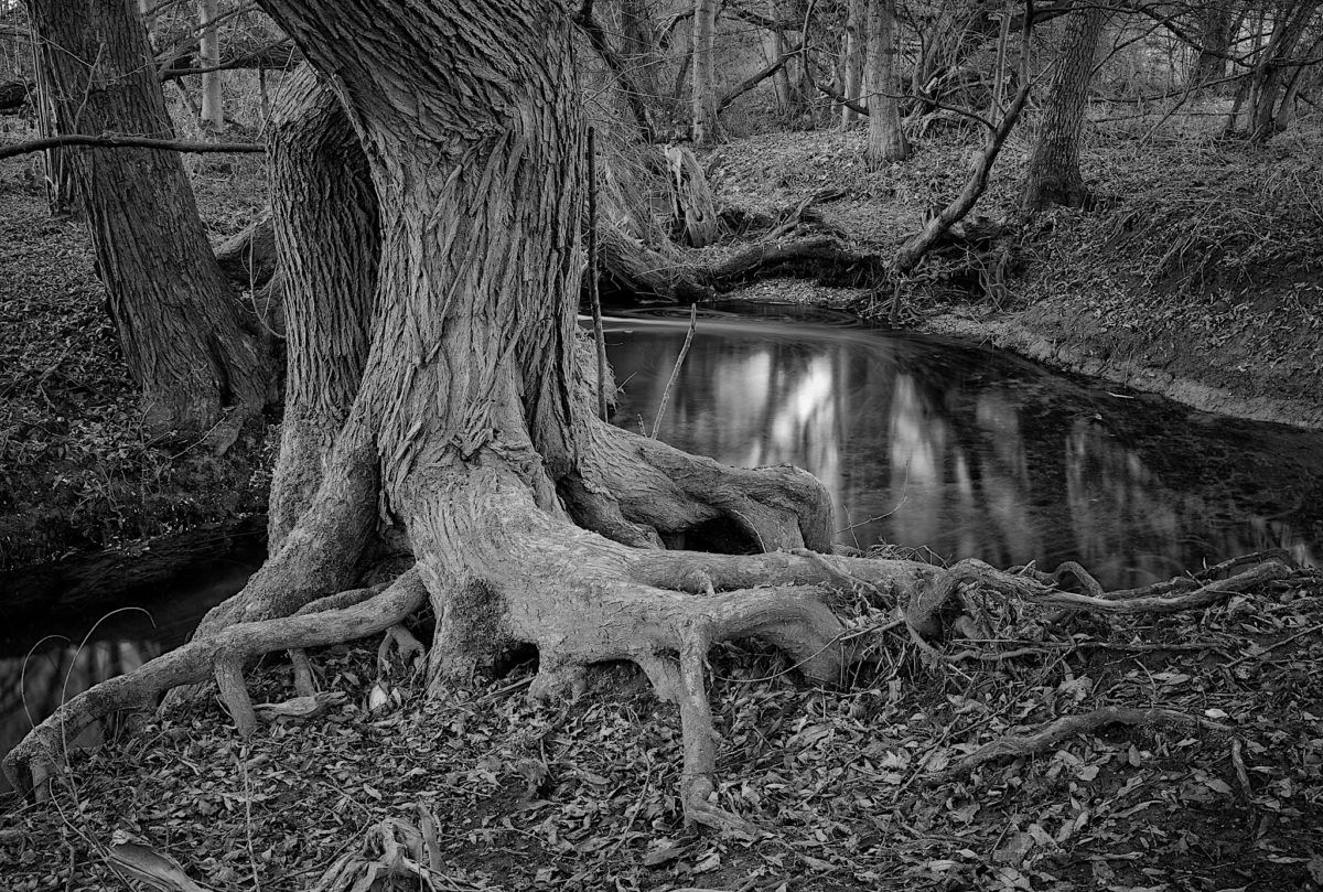 Wood, stream and pool | On Landscape