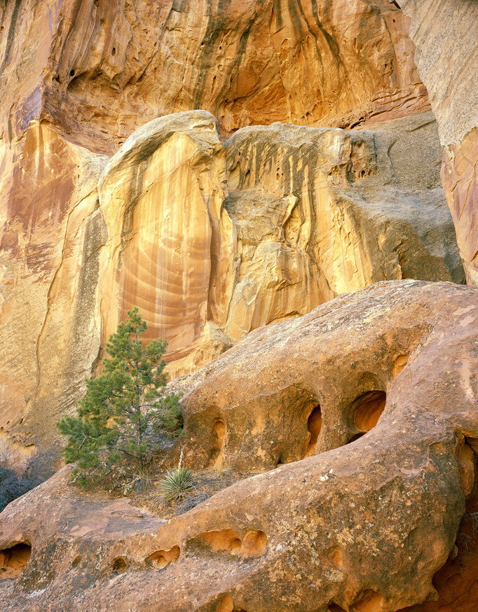 capitol reeef-evergreen and alcove #1 | On Landscape