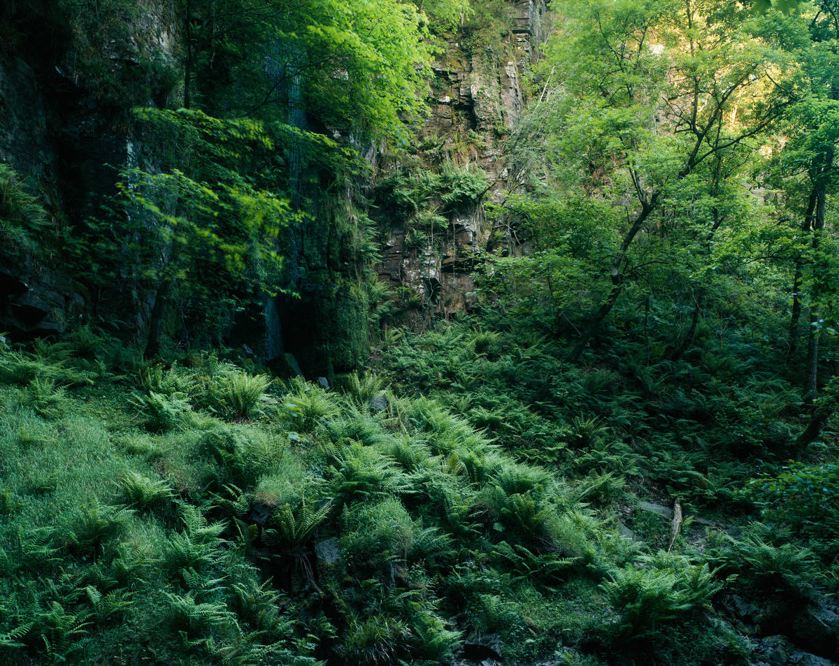 Britain's Temperate Rainforests | On Landscape