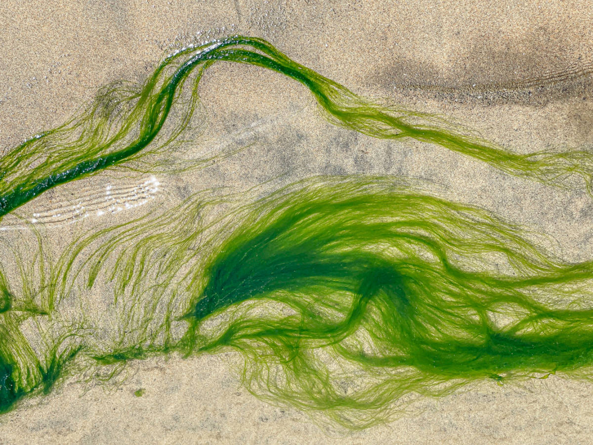 Seagrass Abstractions | On Landscape