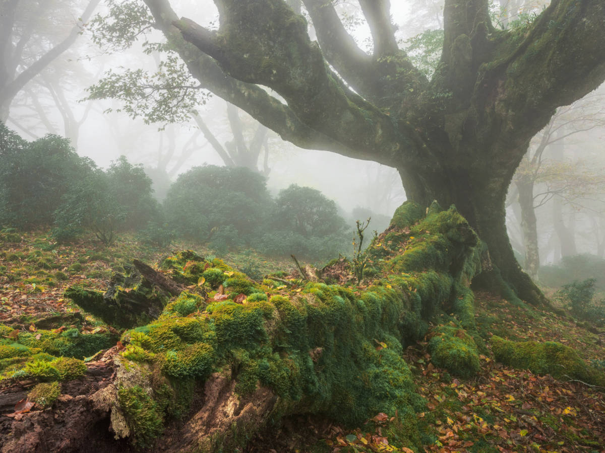 decayed | On Landscape