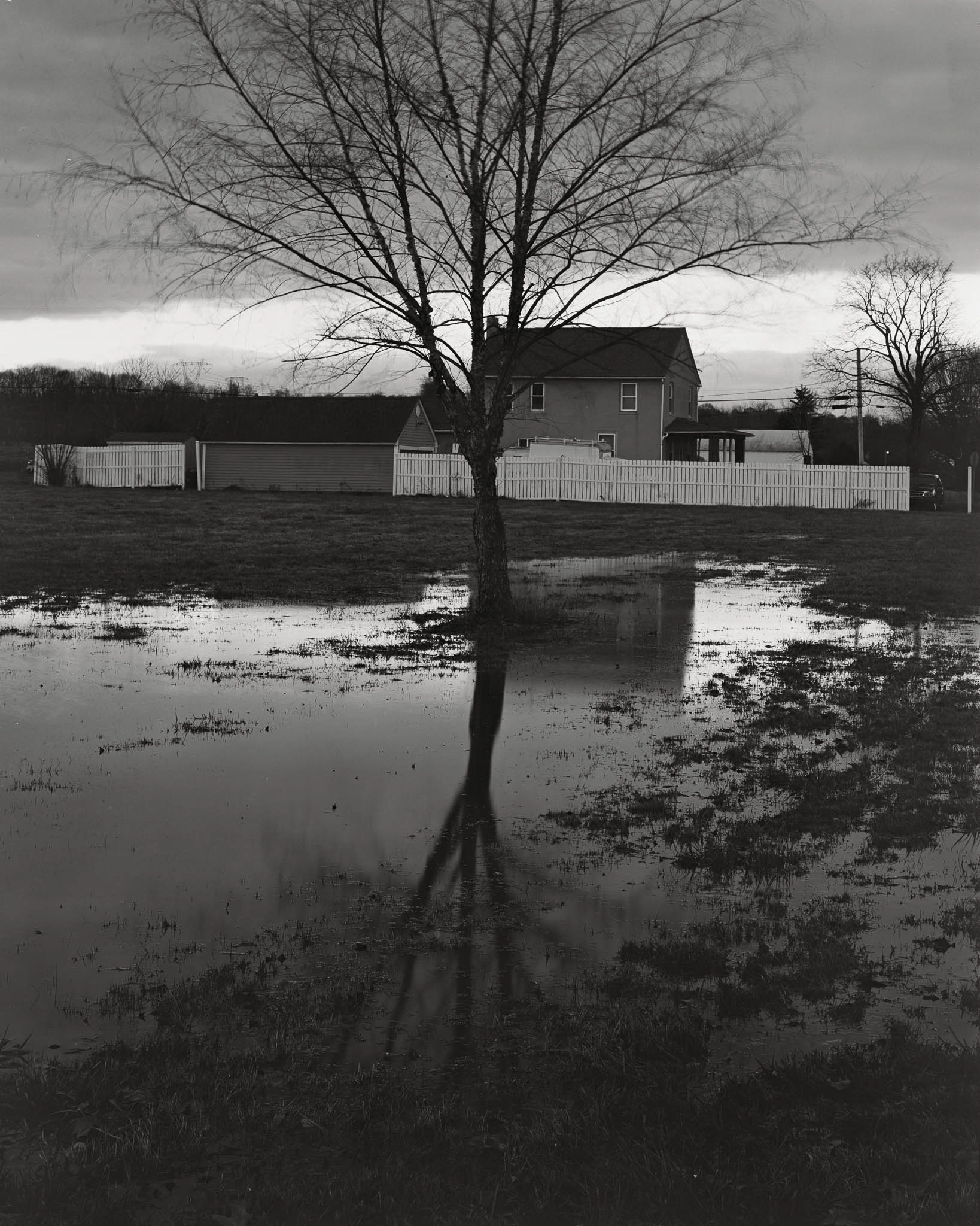 Cody Schultz - Flooded Tree, Dec 2023 | On Landscape