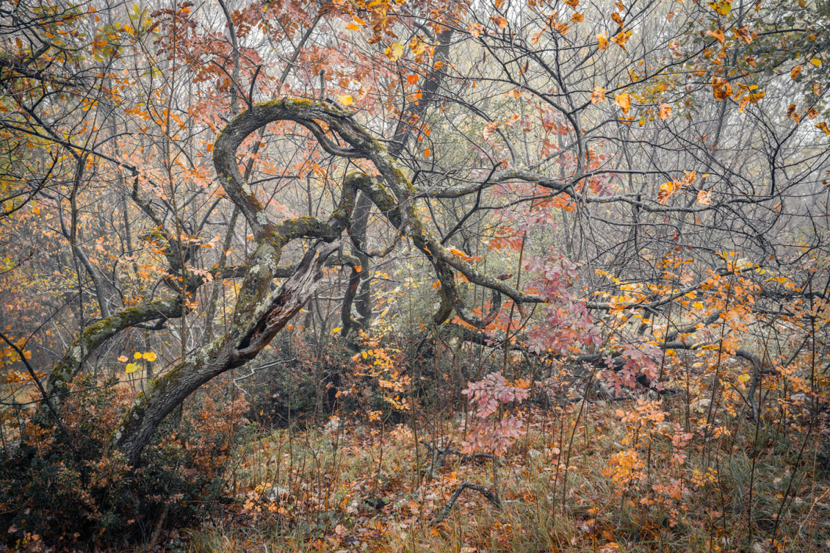 Sentimental Journey: My Childhood Park | On Landscape