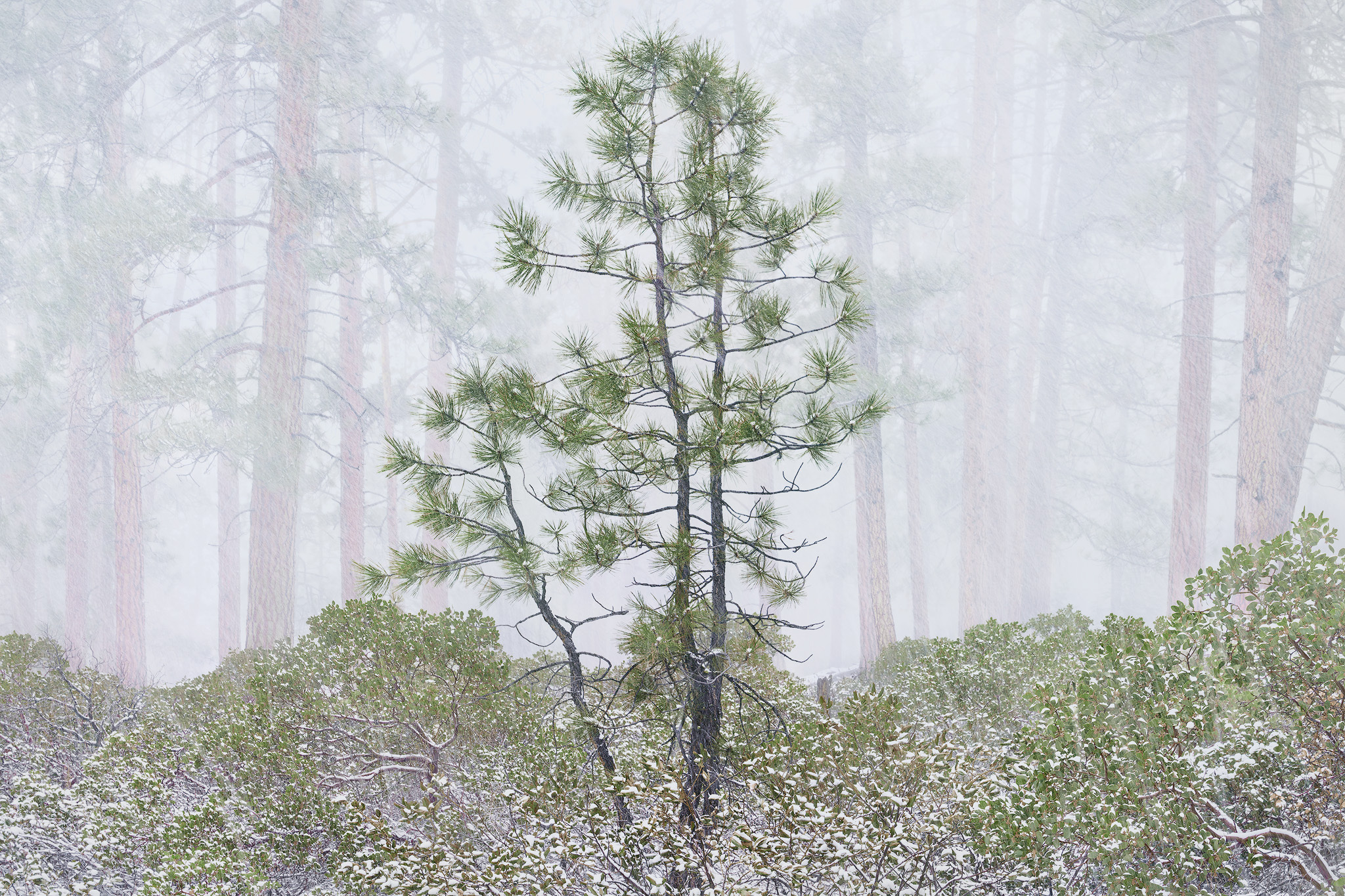 MattRedfern_Centerpiece_OnLandscape | On Landscape