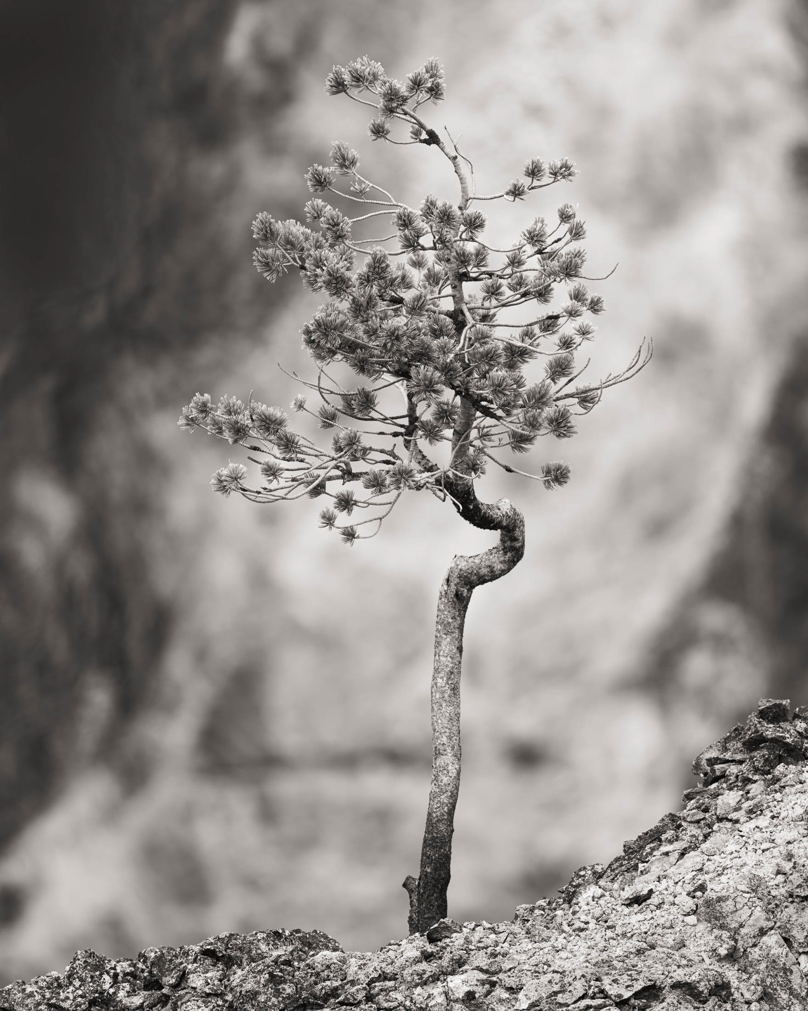 Squiggle, 2024 | On Landscape