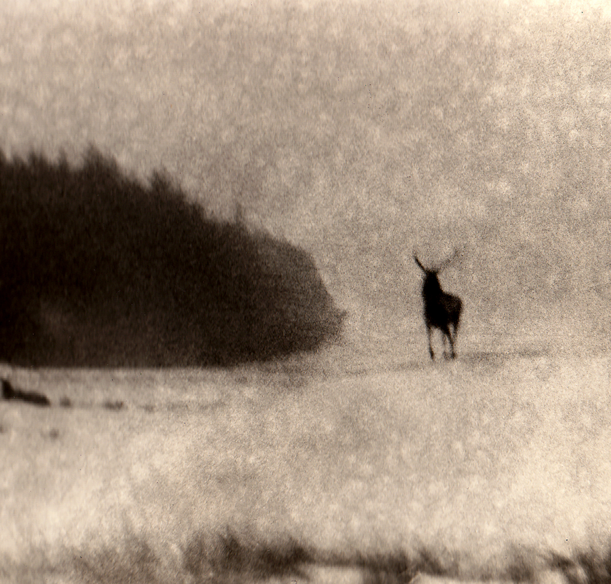 The Old Stag_favourite3 | On Landscape