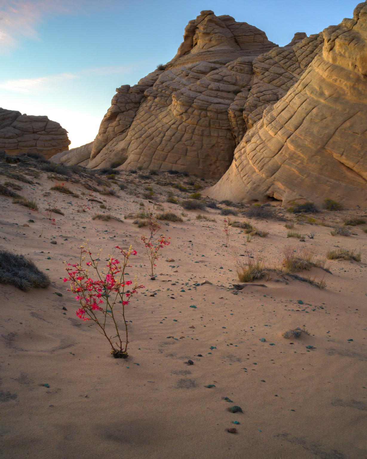 DSC_8185 | On Landscape