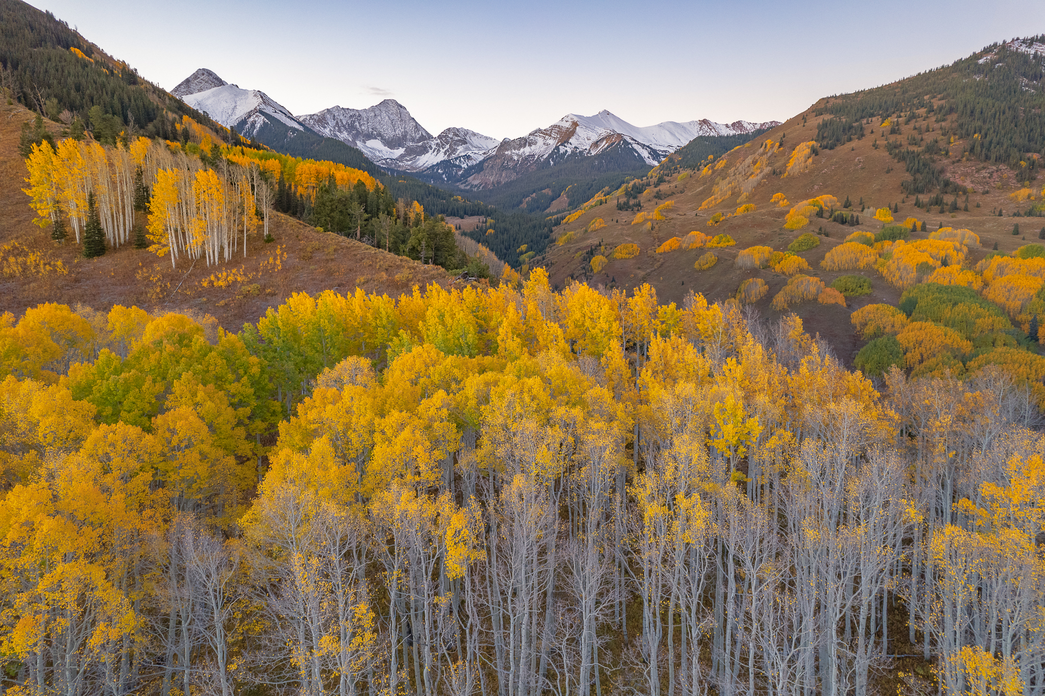 ASPEN FORESTS IN THE ELK MOUNTAINS (2021) | On Landscape
