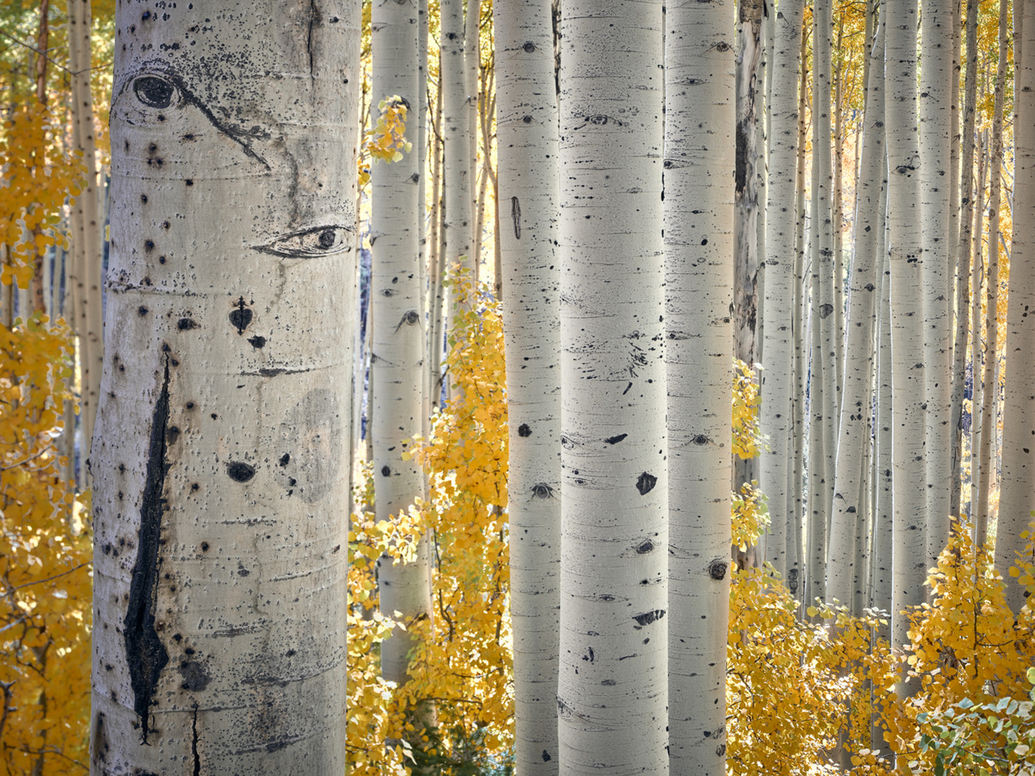 Sunshine_Valley_aspens_23-10-16_P0012226 | On Landscape