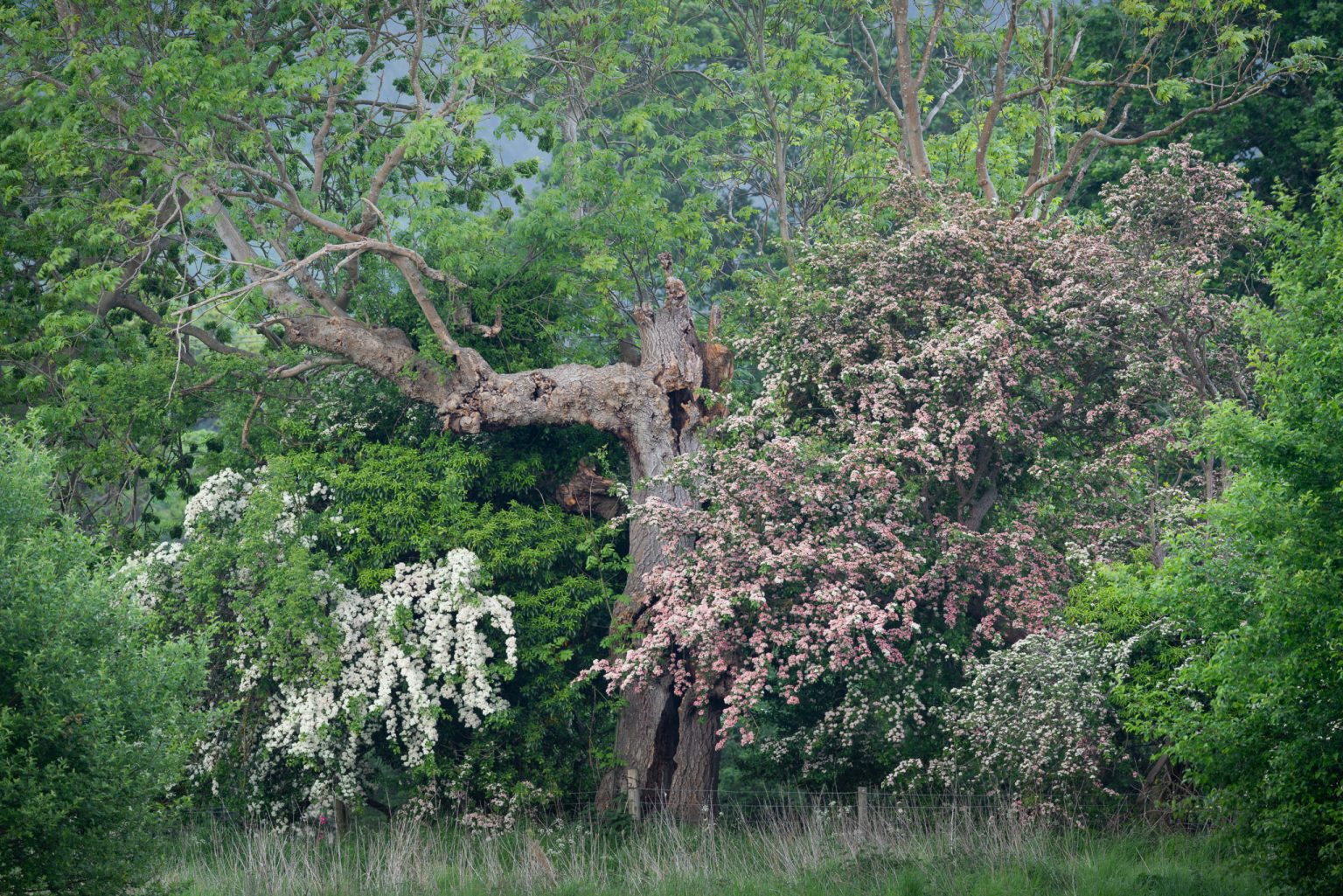 _Walking_wounded | On Landscape