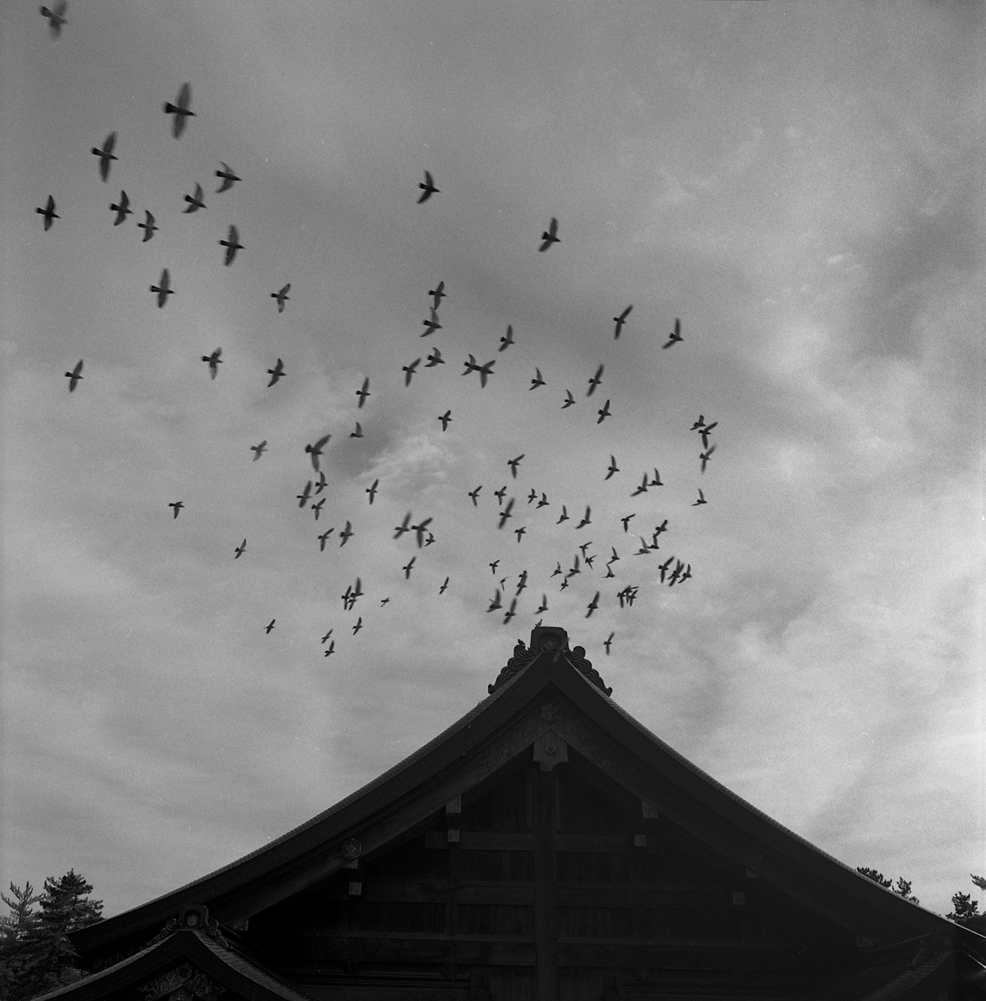 Nine Birds Neg | On Landscape