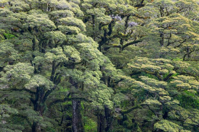 Sarah-Marino-New-Zealand-Article-19 | On Landscape