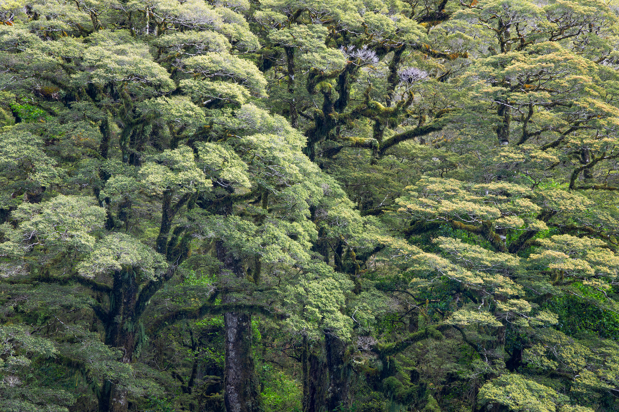Sarah-Marino-New-Zealand-Article-19 | On Landscape