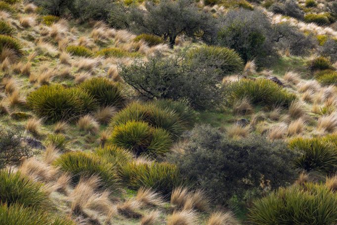 Sarah-Marino-New-Zealand-Article-23 | On Landscape